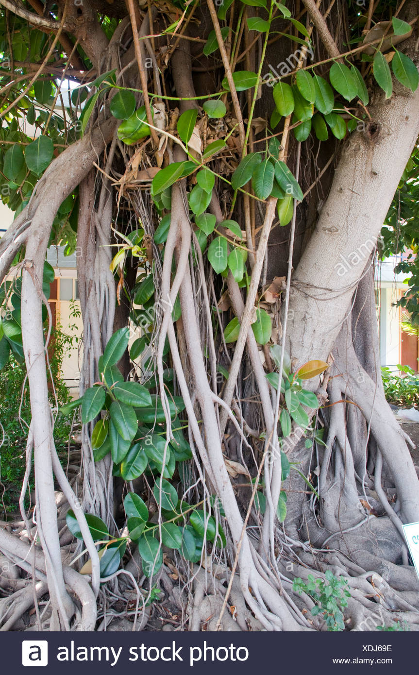 Indian Rubber Tree Ficus Elastica High Resolution Stock Photography and ...