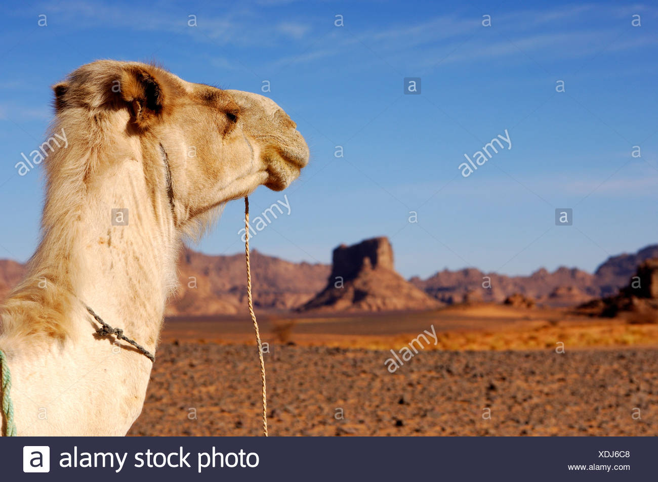 In Desert Biotop High Resolution Stock Photography and Images - Alamy