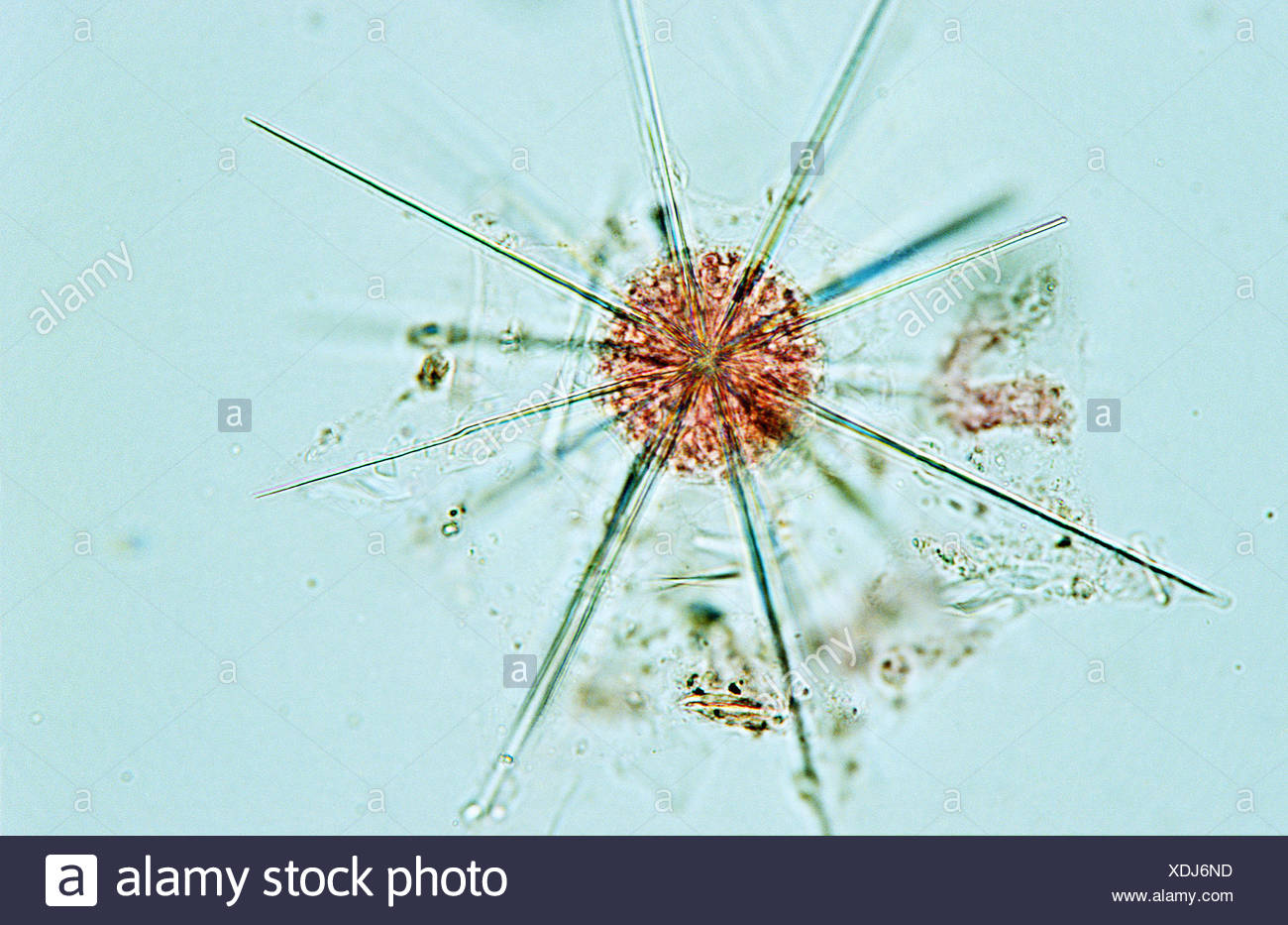 Acantharia High Resolution Stock Photography and Images - Alamy