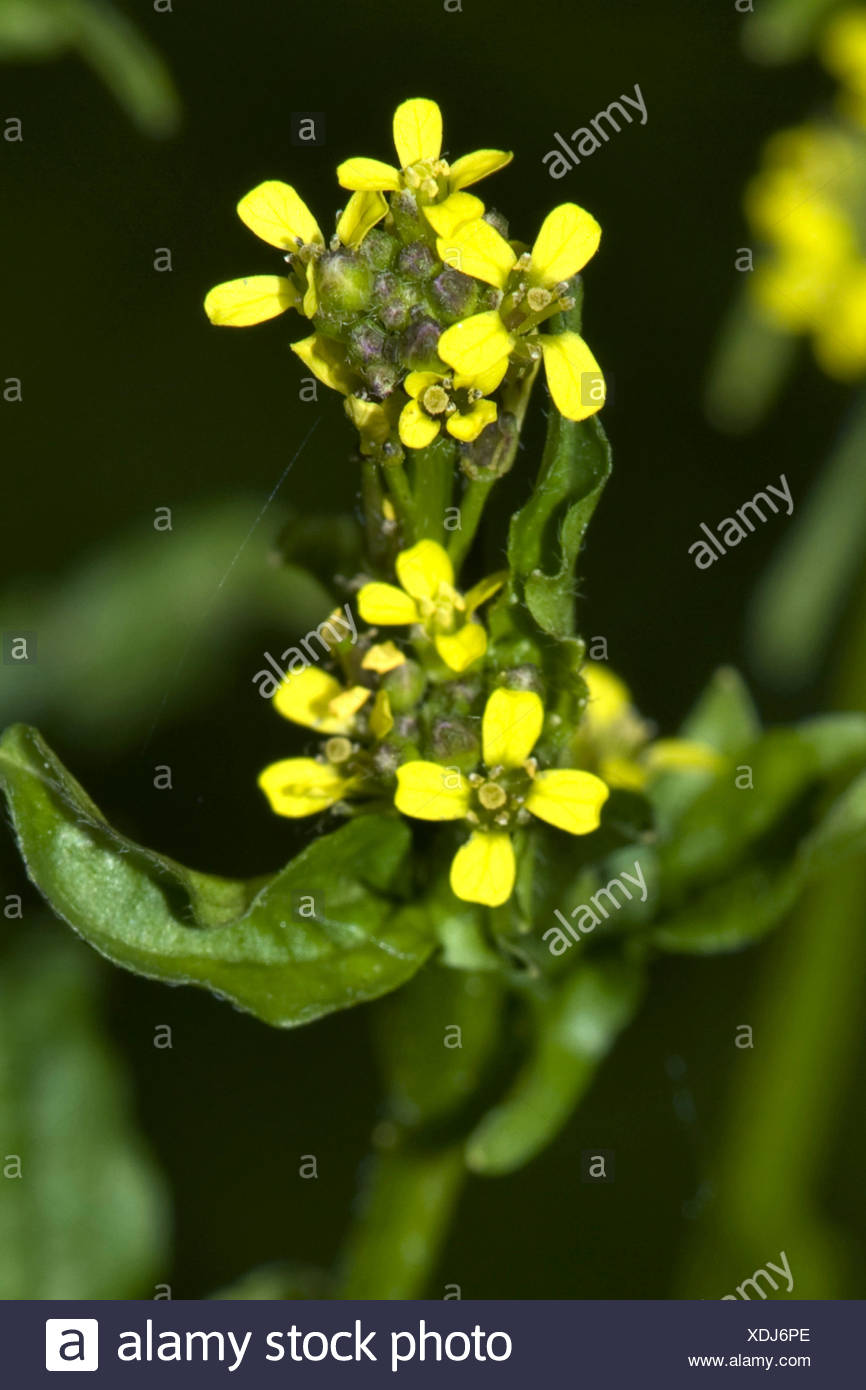 Common Hedge High Resolution Stock Photography and Images - Alamy