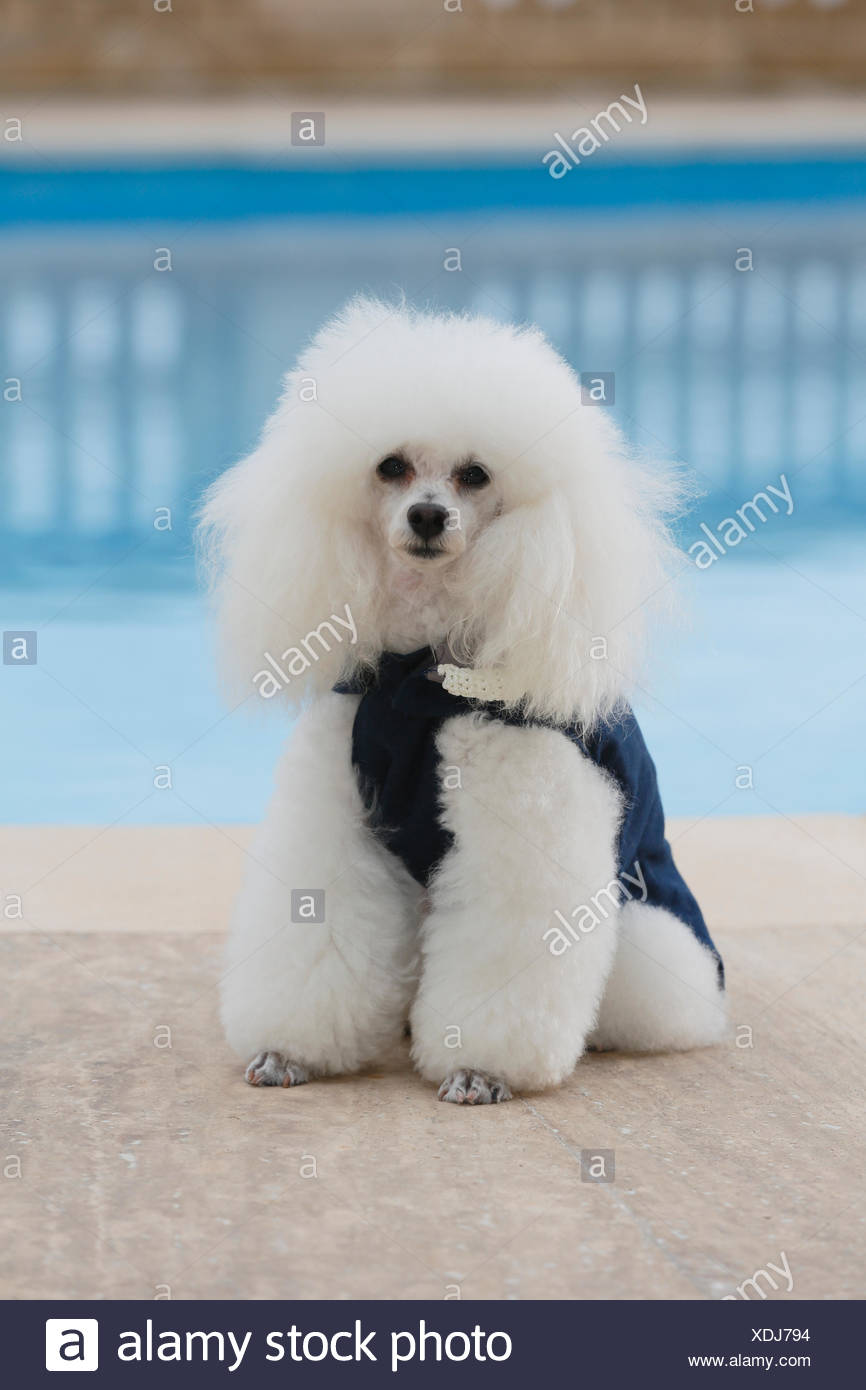 Blue Poodle High Resolution Stock Photography and Images - Alamy