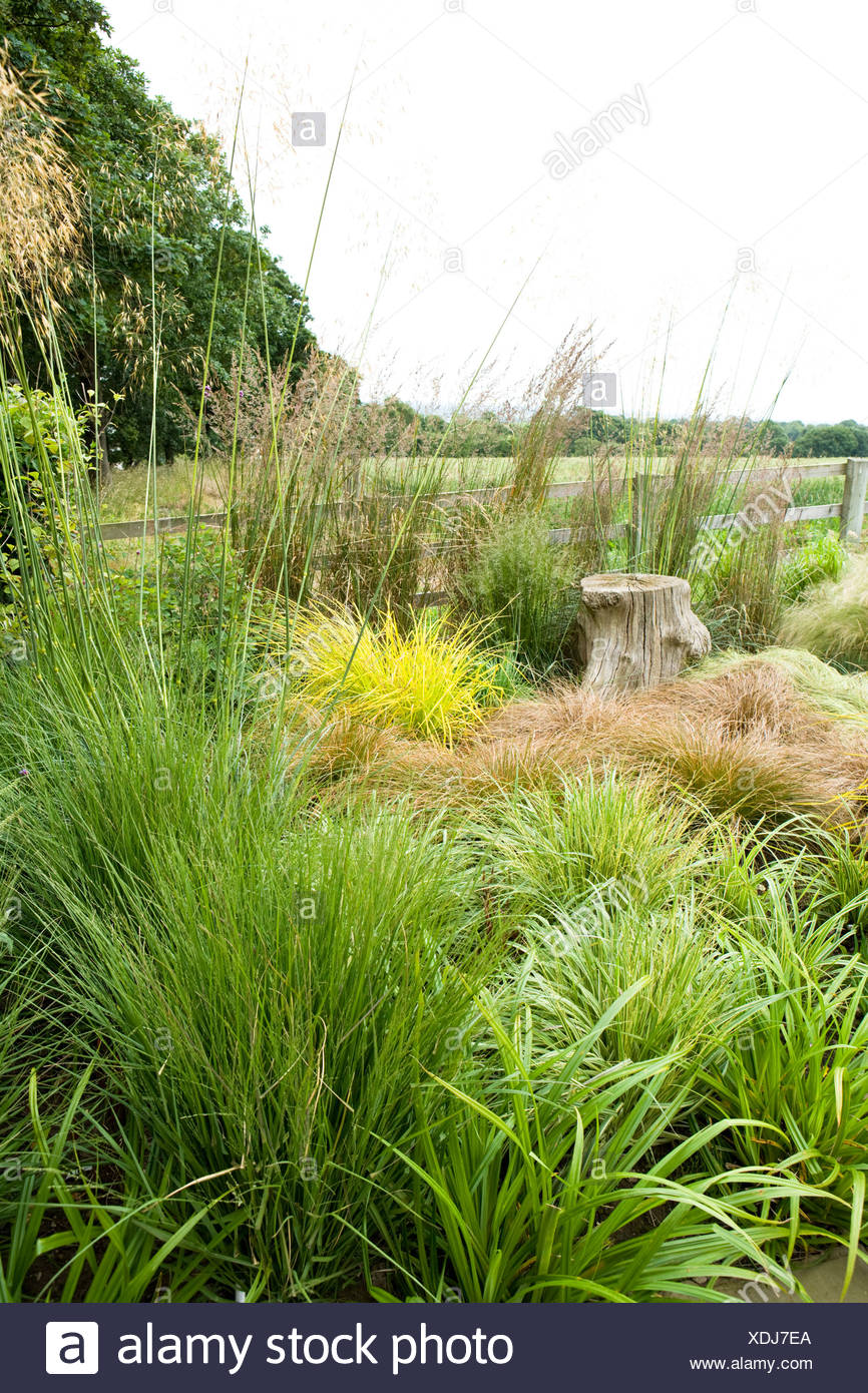 Carex Comans Stock Photos & Carex Comans Stock Images - Alamy