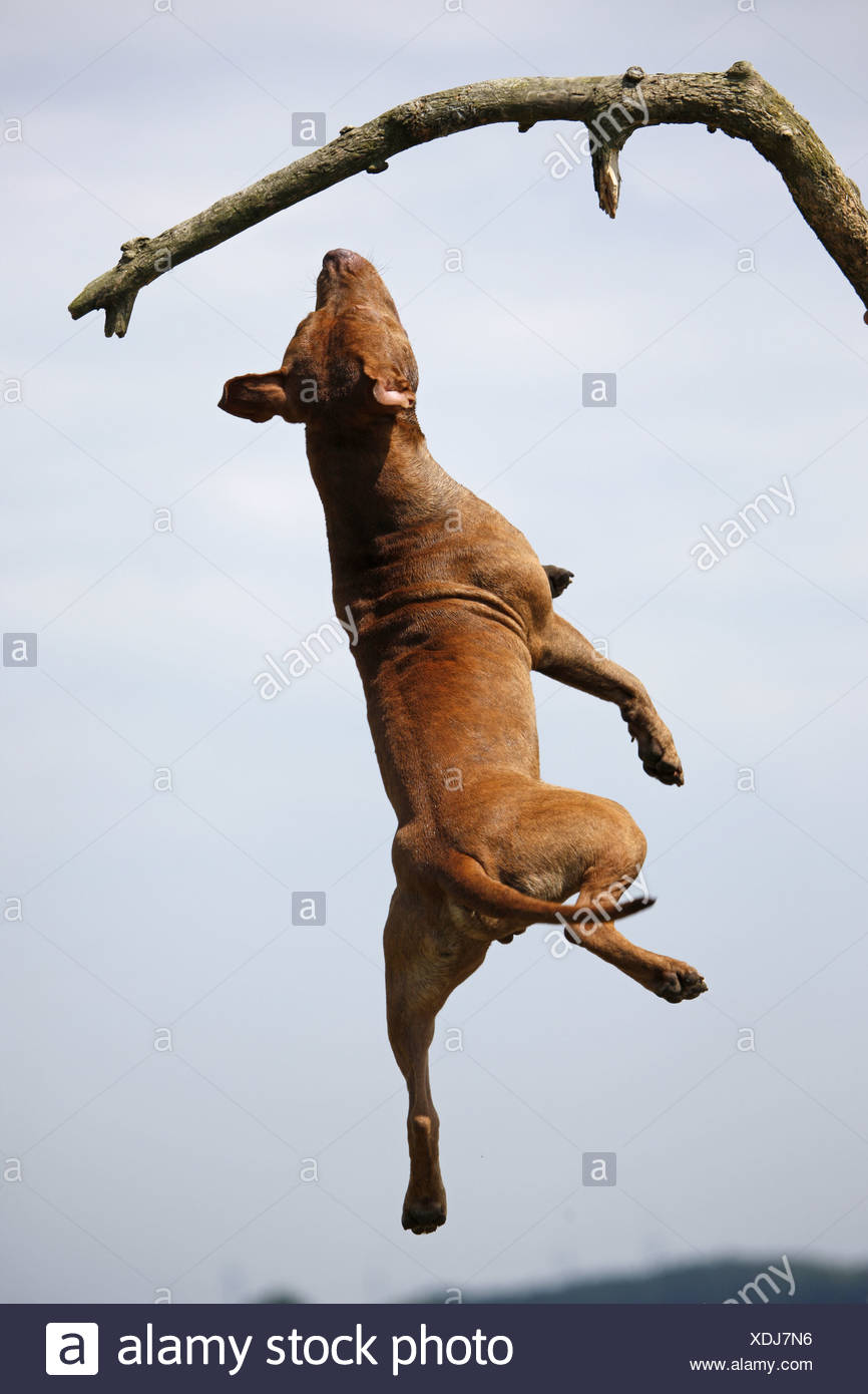 Pitbull Stick High Resolution Stock Photography and Images - Alamy