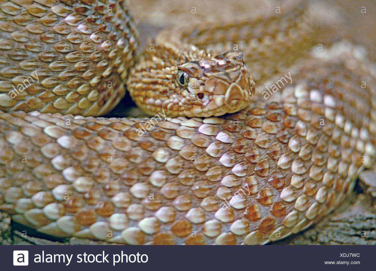 Neotropical Rattlesnake Crotalus Durissus High Resolution Stock ...
