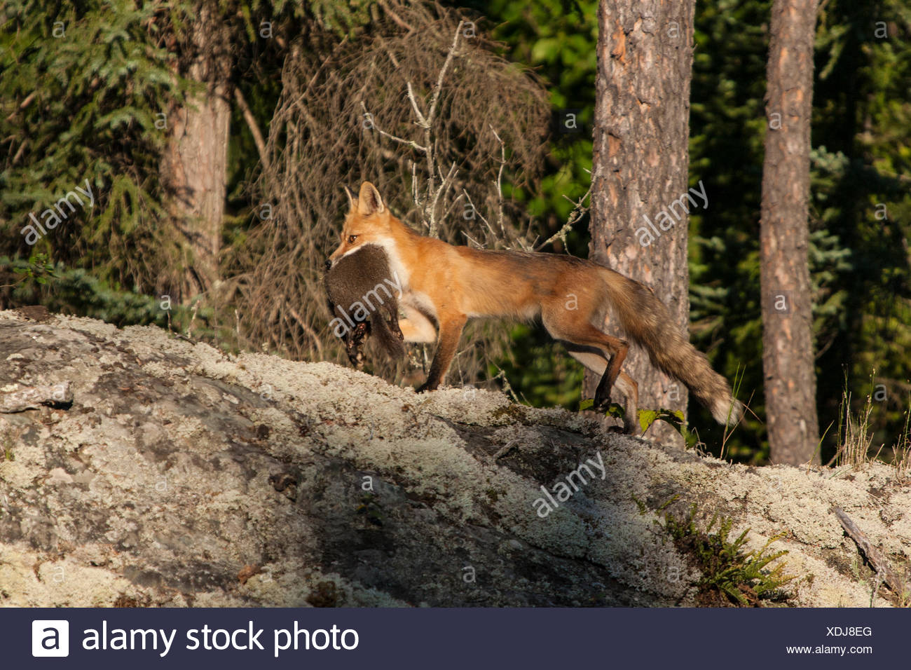 Red Fox Prey High Resolution Stock Photography and Images - Alamy
