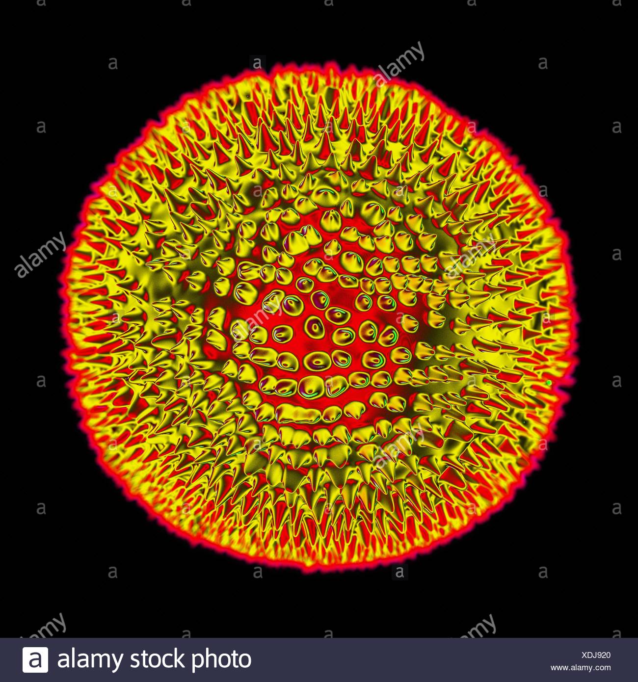 Rubella Virus High Resolution Stock Photography and Images - Alamy