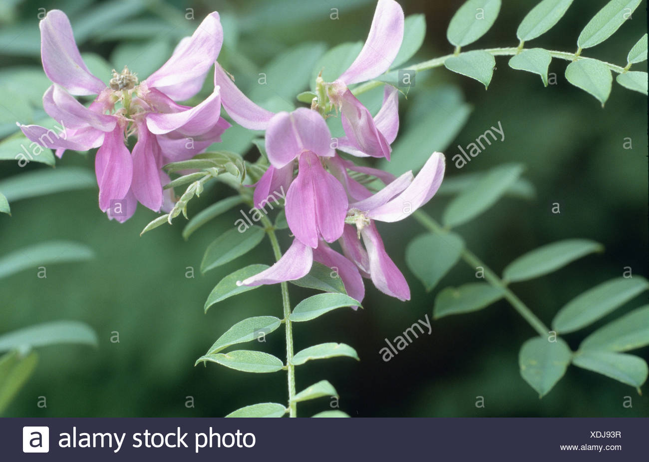 True Indigo Indigofera Tinctoria Stock Photos & True Indigo Indigofera ...