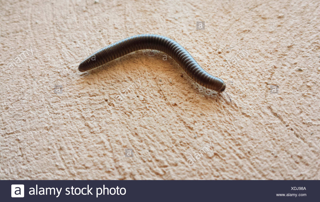 Myriapoda Stock Photos & Myriapoda Stock Images - Alamy