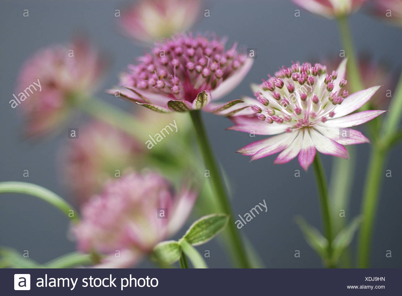 Astrantia Maxima High Resolution Stock Photography and Images - Alamy