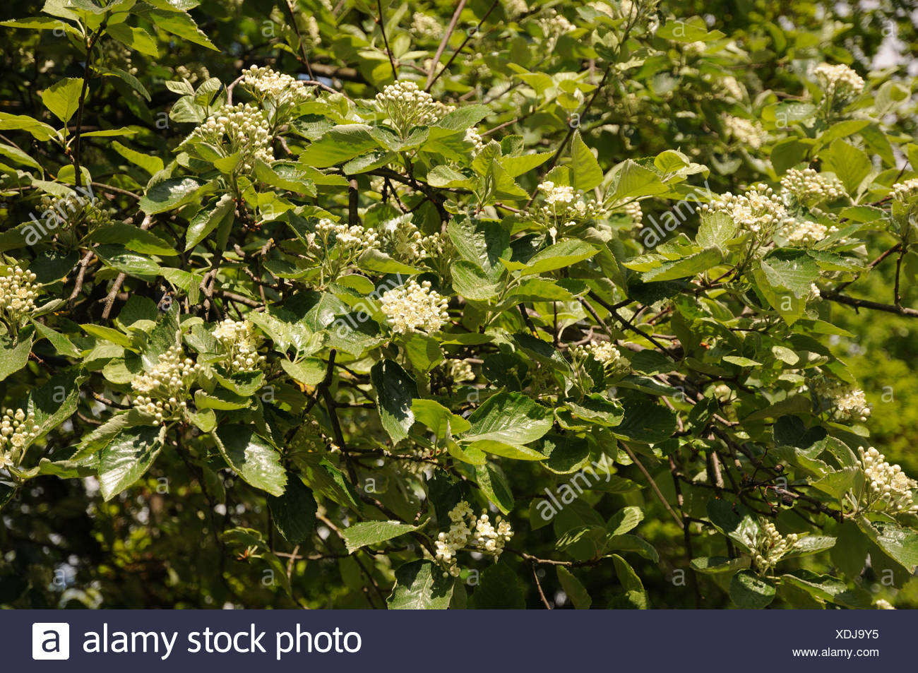 Whitebeam Trees Stock Photos & Whitebeam Trees Stock Images - Alamy