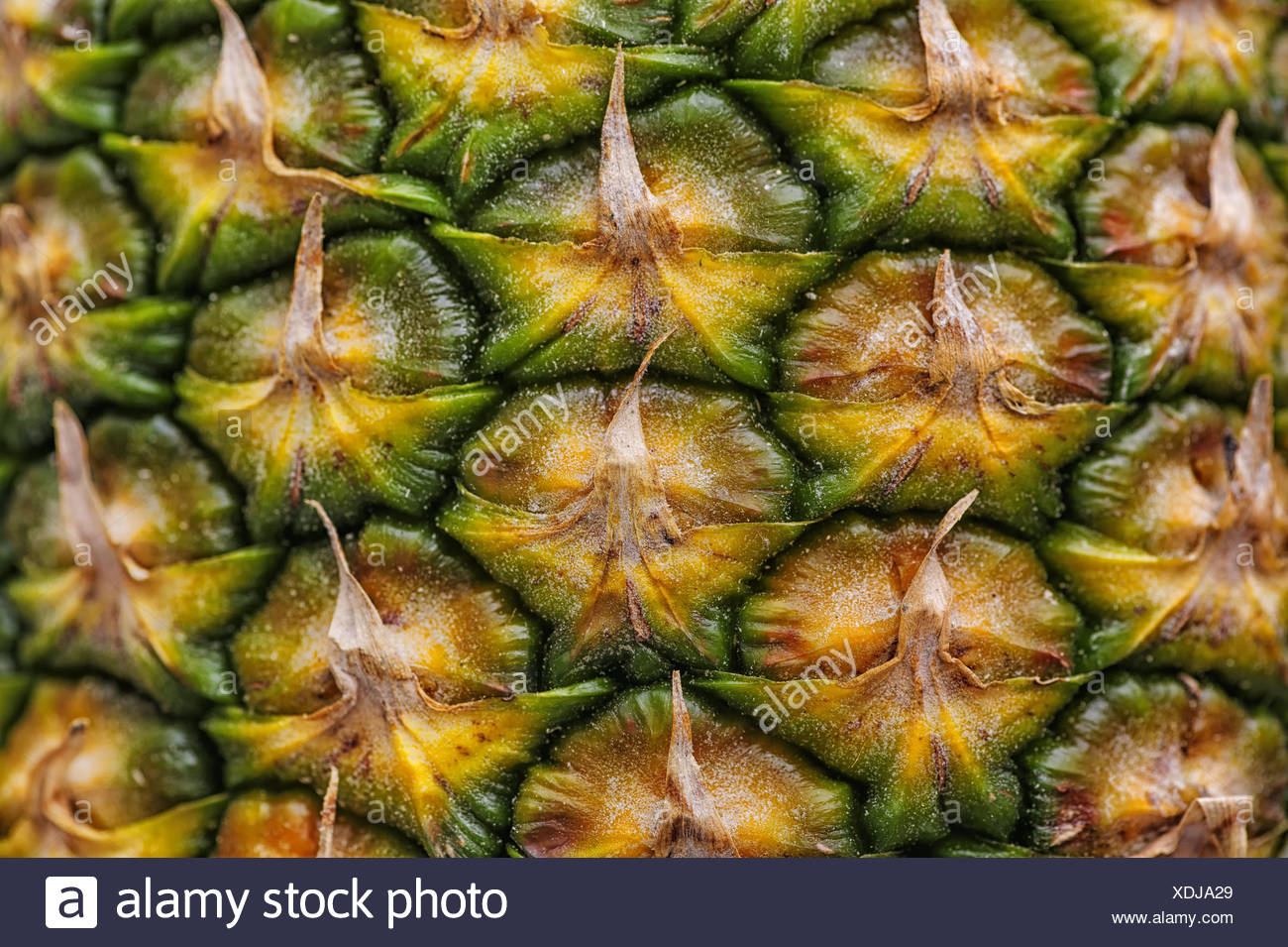 Unripe Pineapple Stock Photos & Unripe Pineapple Stock Images - Alamy