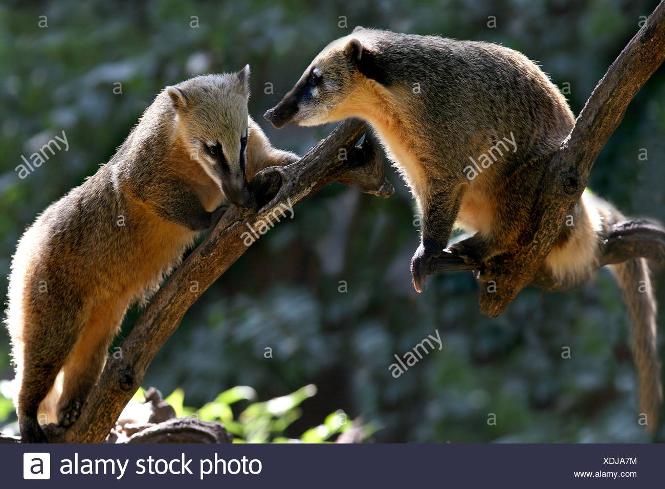 Common Coati High Resolution Stock Photography and Images - Alamy