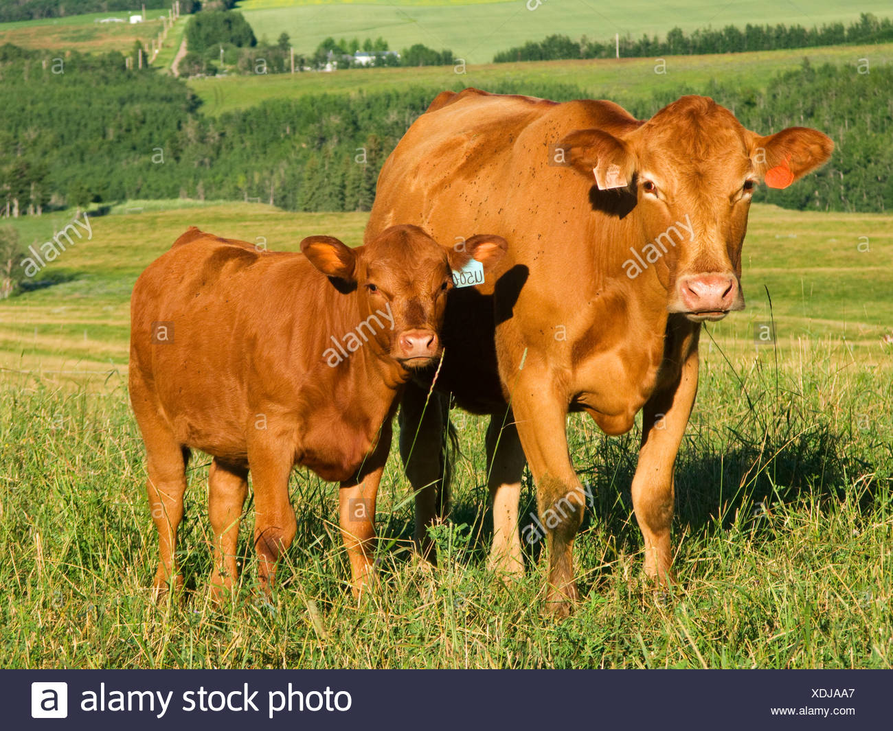 Cow On Grass High Resolution Stock Photography and Images - Alamy