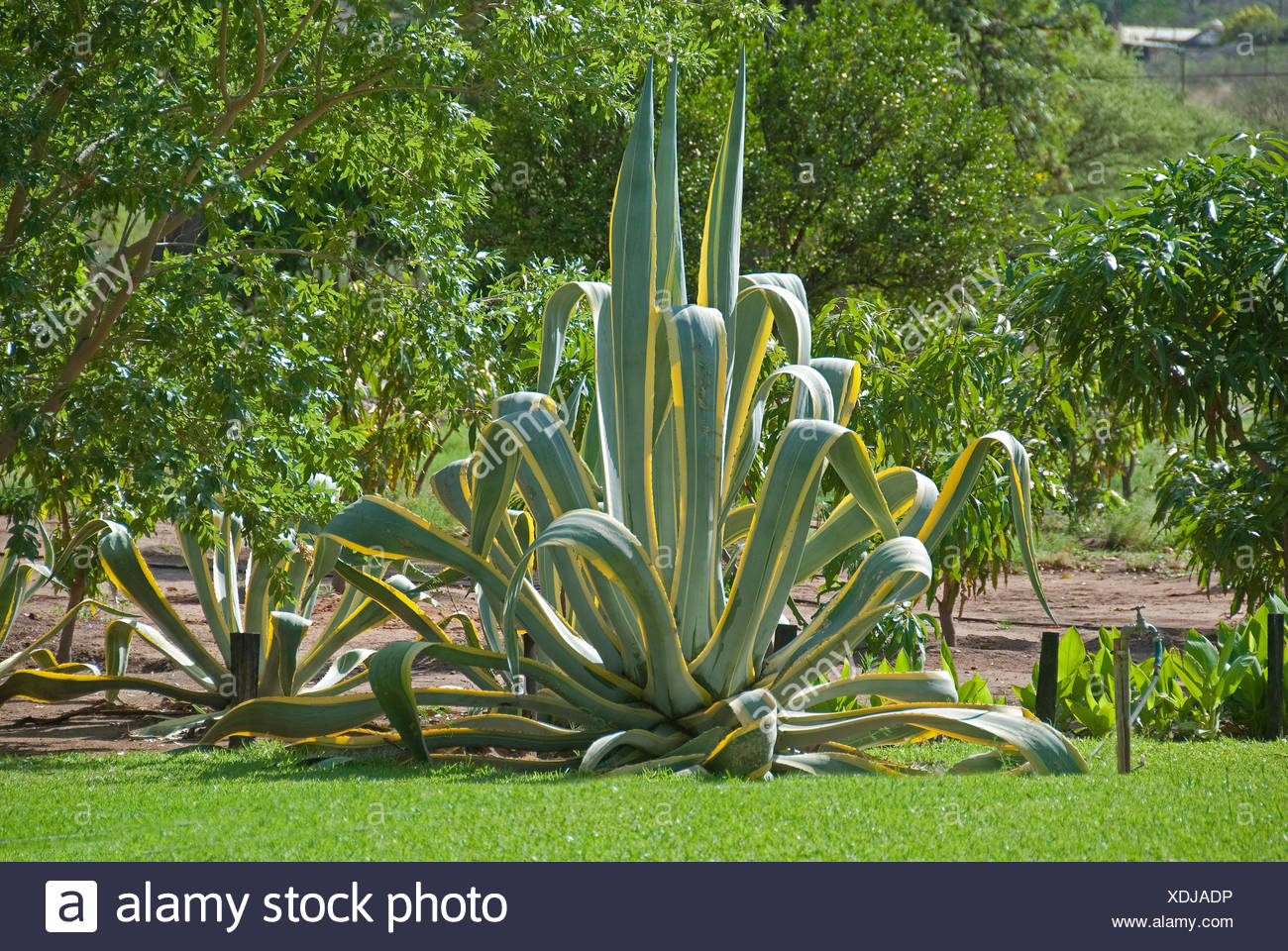 Agave Varieties High Resolution Stock Photography and Images - Alamy