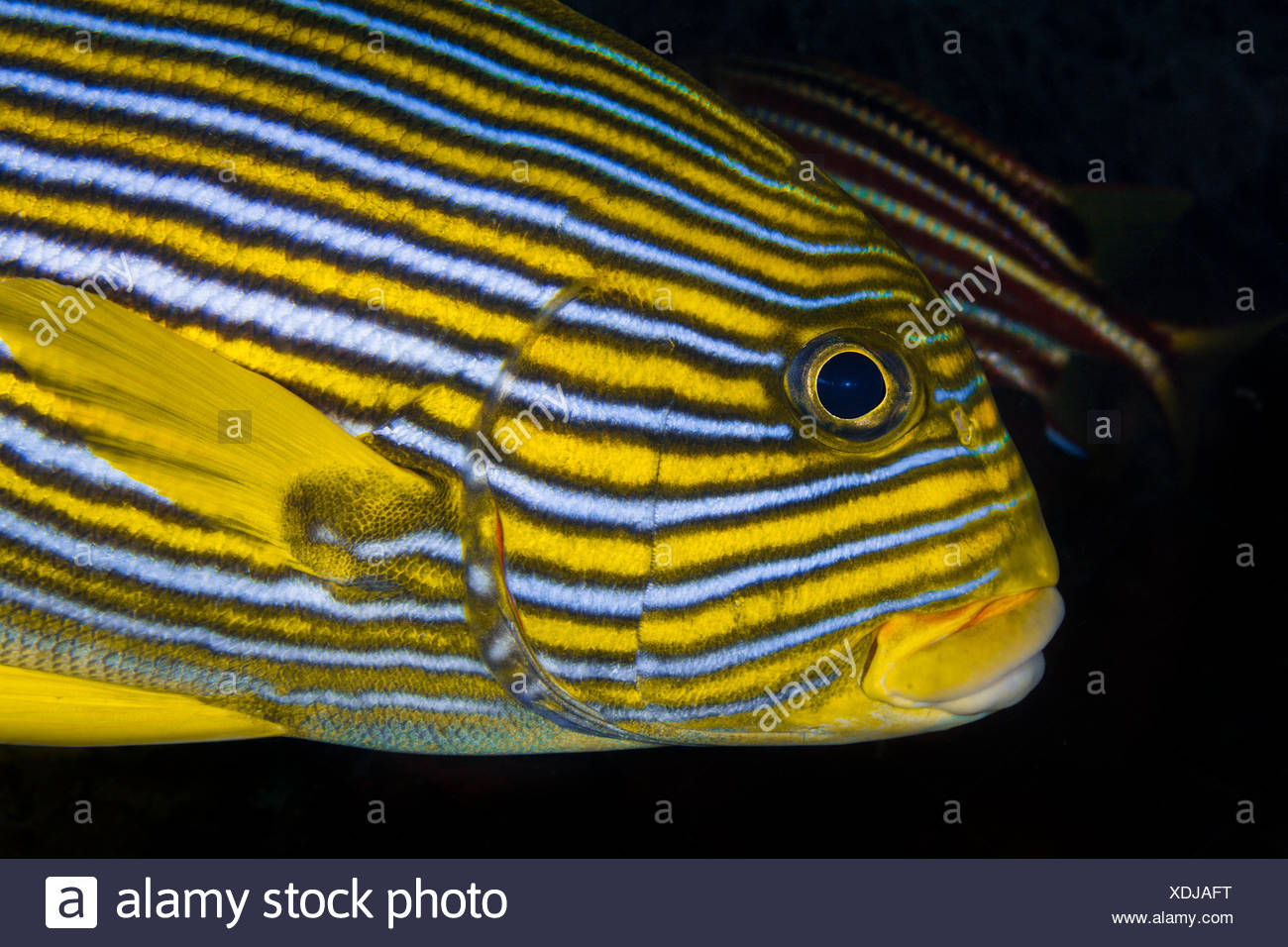 Yellow Striped Fish Stock Photos & Yellow Striped Fish Stock Images - Alamy