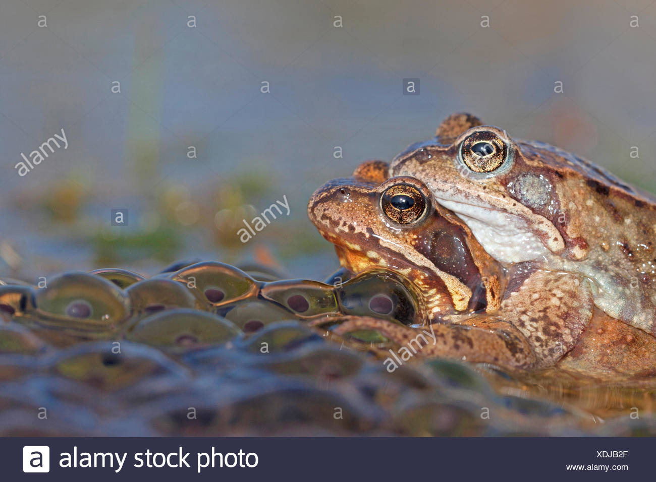 Female Duo High Resolution Stock Photography and Images - Alamy