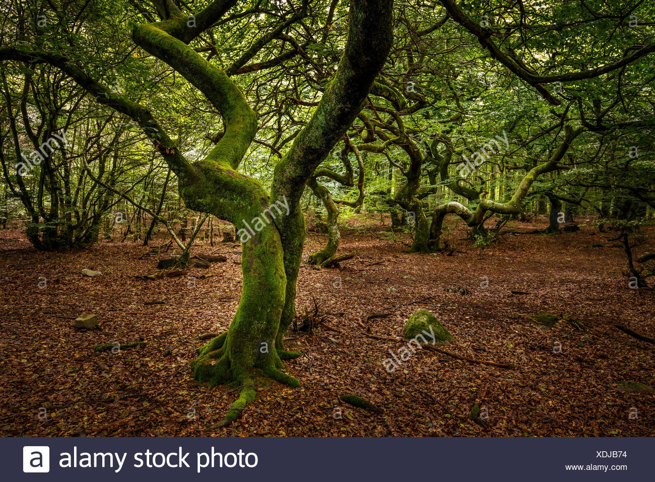 Trollskogen High Resolution Stock Photography and Images - Alamy