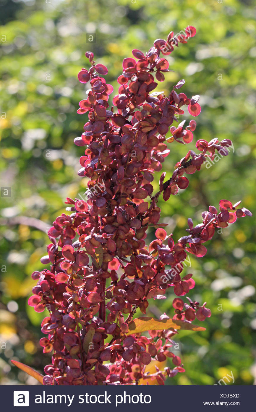 Atriplex Stock Photos & Atriplex Stock Images - Alamy