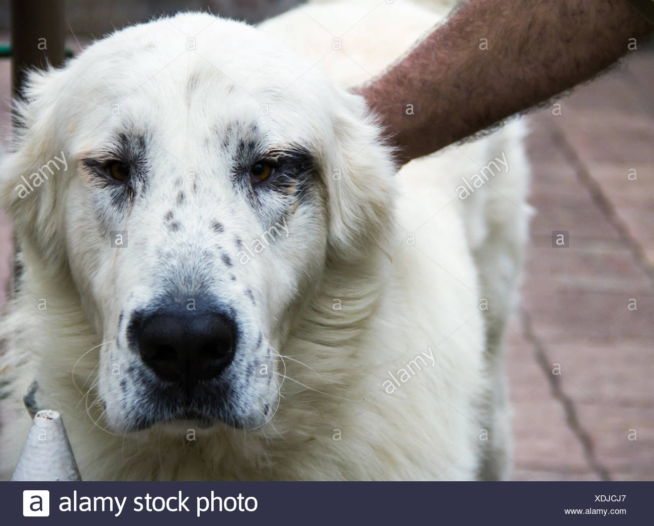 Alabay High Resolution Stock Photography and Images - Alamy