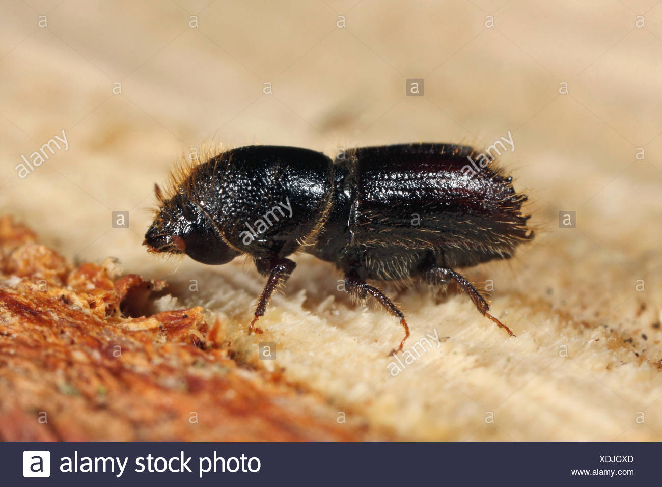 Spruce Bark Beetle High Resolution Stock Photography and Images - Alamy