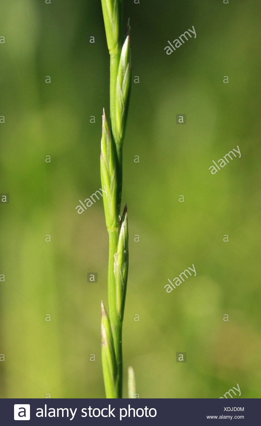 Grass Panicle High Resolution Stock Photography and Images - Alamy