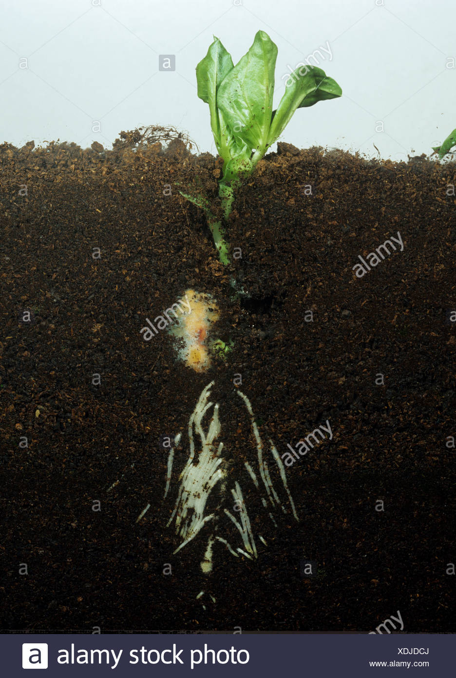 Bean Shoot Growing High Resolution Stock Photography and Images - Alamy