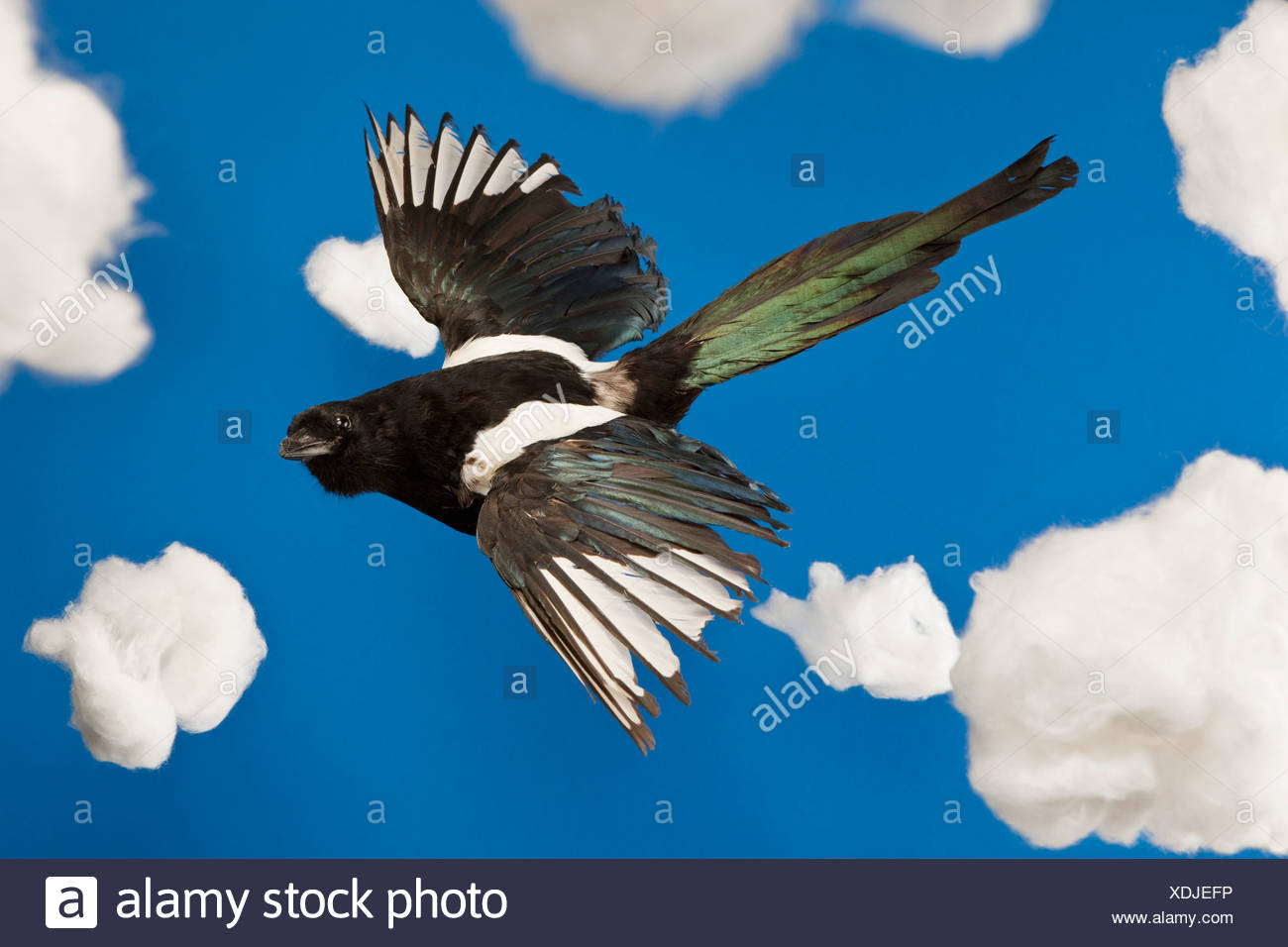 Flying Side By Side In The Sky High Resolution Stock Photography and ...