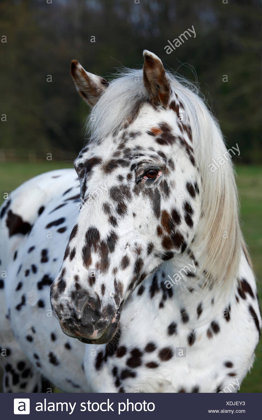 Spotted Horses High Resolution Stock Photography and Images - Alamy