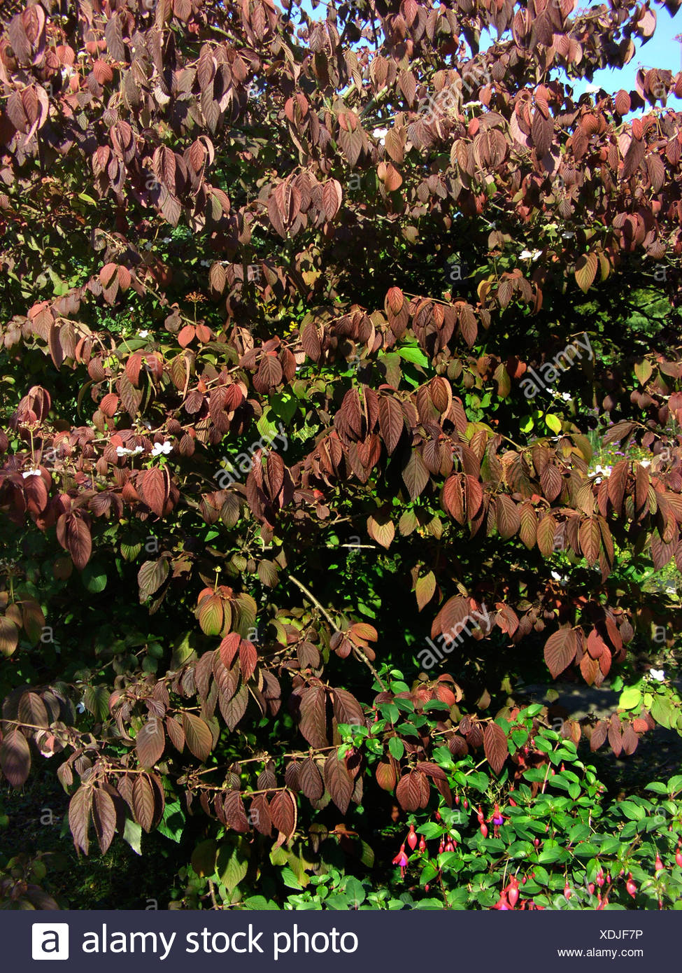 Viburnum Plicatum High Resolution Stock Photography and Images - Alamy