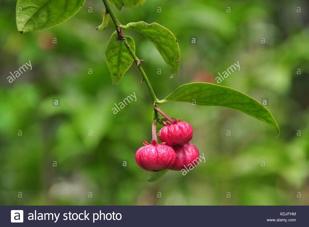 Garcinia High Resolution Stock Photography and Images - Alamy