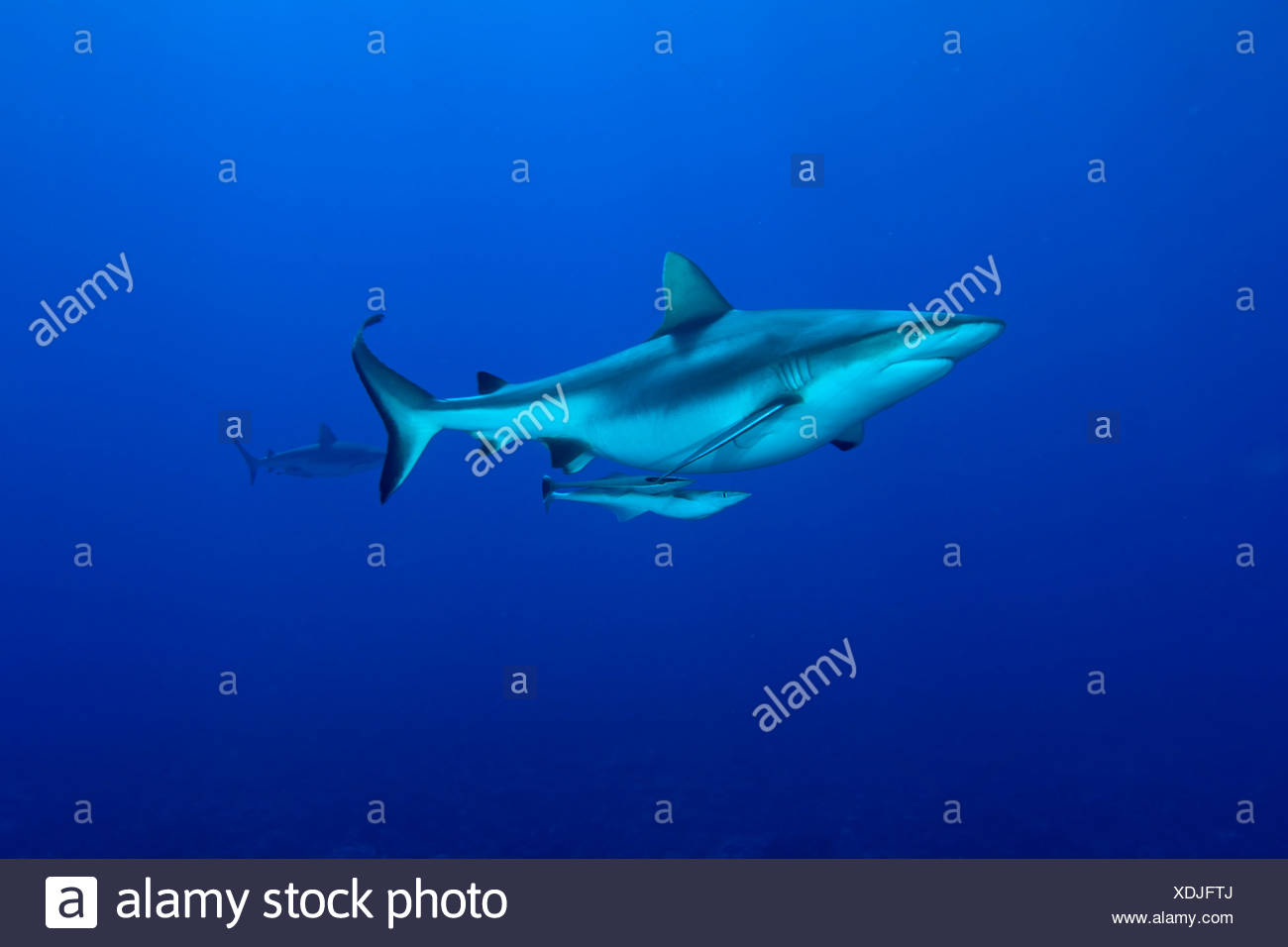 Pregnant Shark High Resolution Stock Photography and Images - Alamy