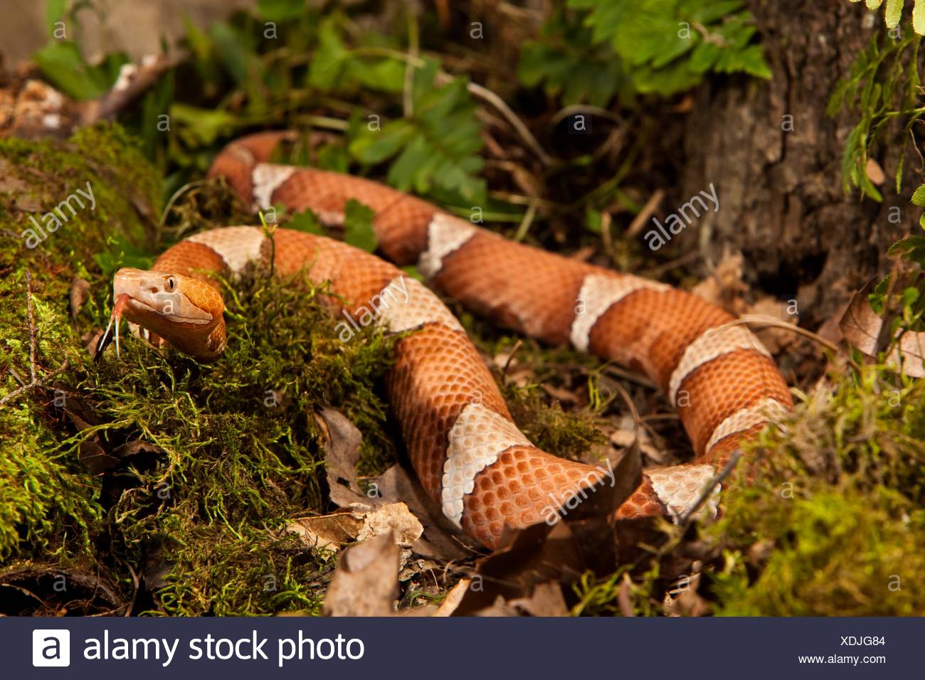 Broad Banded Copperhead Snake High Resolution Stock Photography and ...