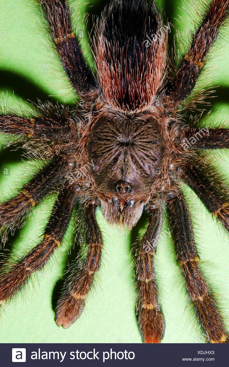 Theraphosidae Stock Photos & Theraphosidae Stock Images - Alamy
