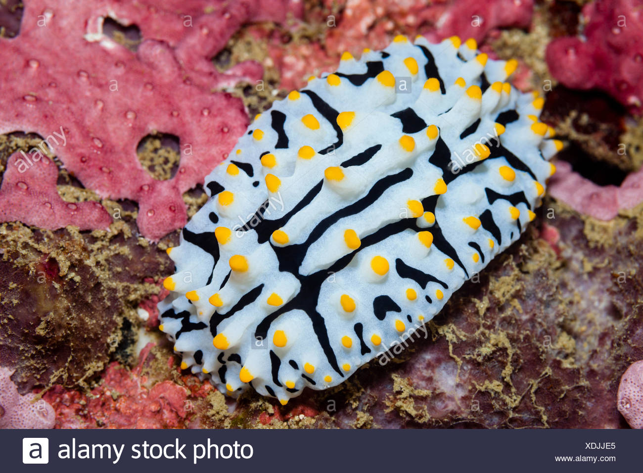 Triton Snails High Resolution Stock Photography and Images - Alamy