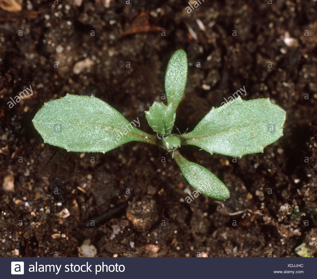 Seedling Cotyledons First True Leaves High Resolution Stock Photography ...