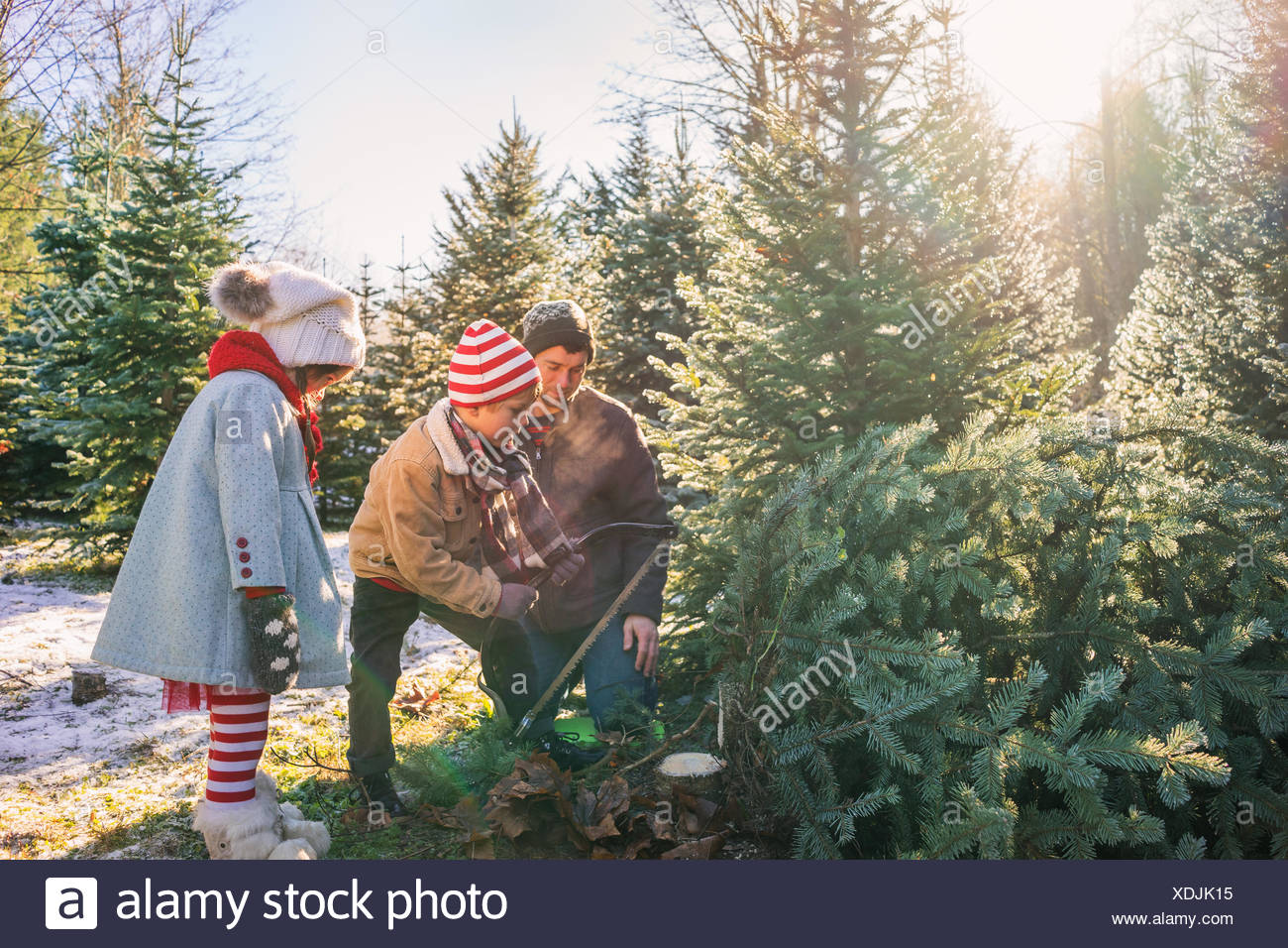 Cutting Down Tree Trees High Resolution Stock Photography and Images ...