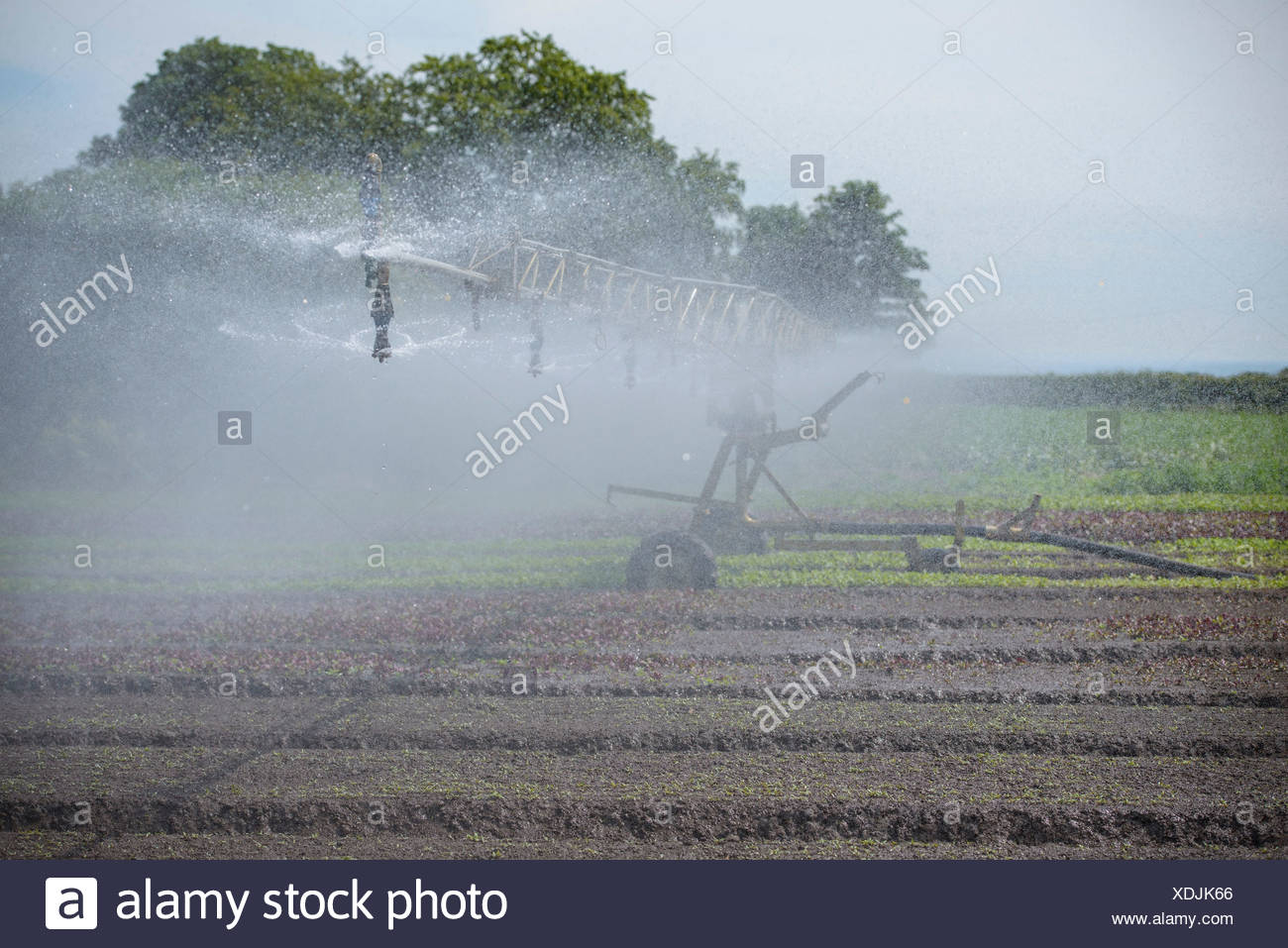 Crop Watering System High Resolution Stock Photography and Images - Alamy