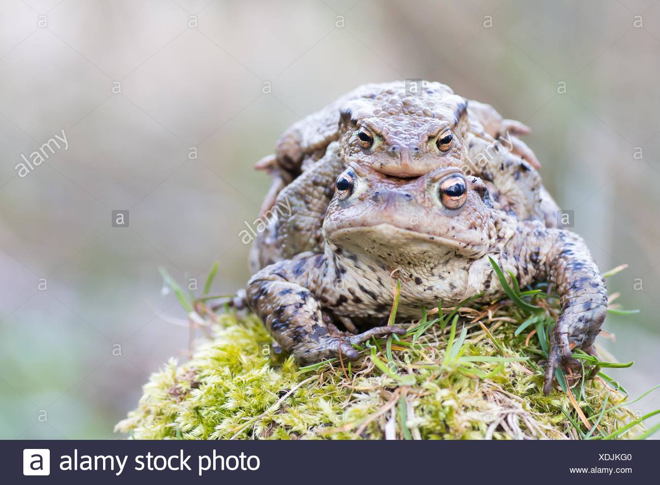 Bufu Bufo High Resolution Stock Photography and Images - Alamy
