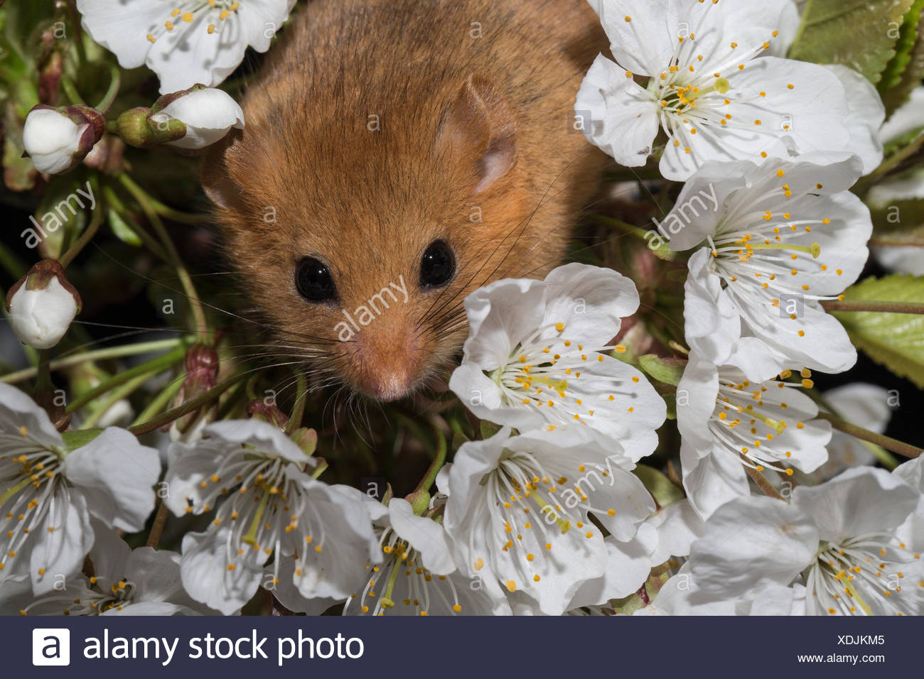 Hazel Dormouse High Resolution Stock Photography and Images - Alamy