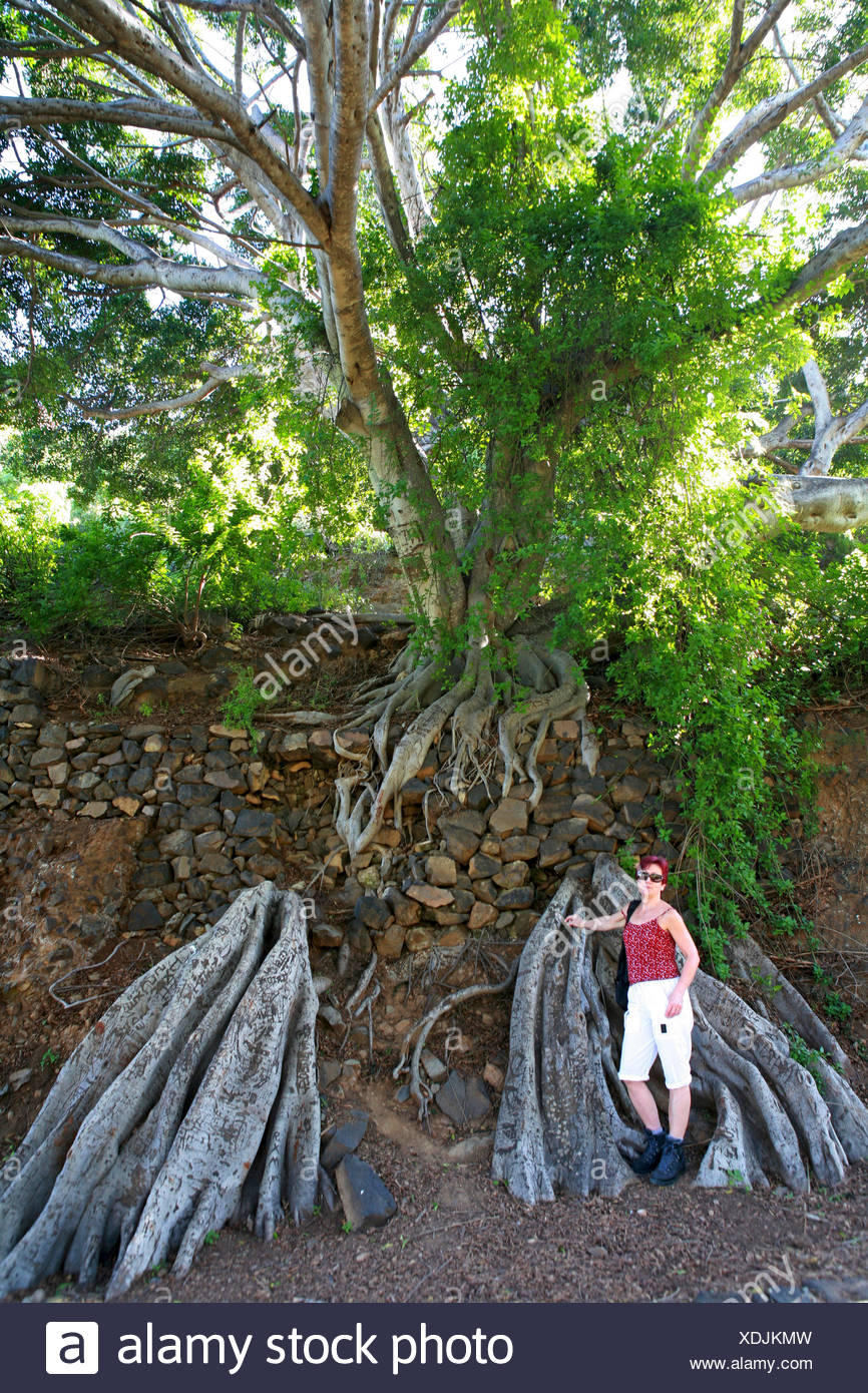 Laurus Canariensis High Resolution Stock Photography and Images - Alamy