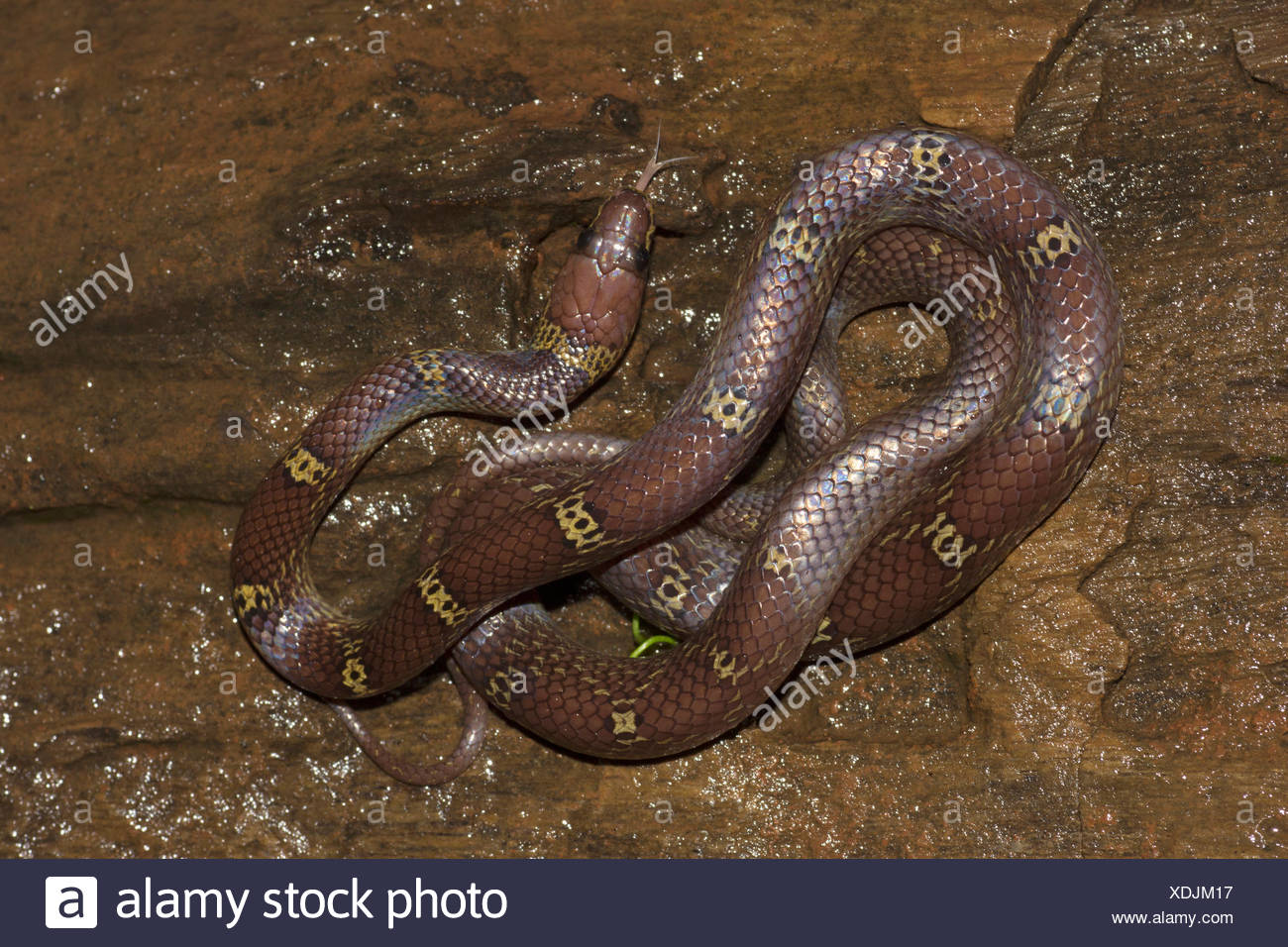 Reptilian Texture High Resolution Stock Photography and Images - Alamy