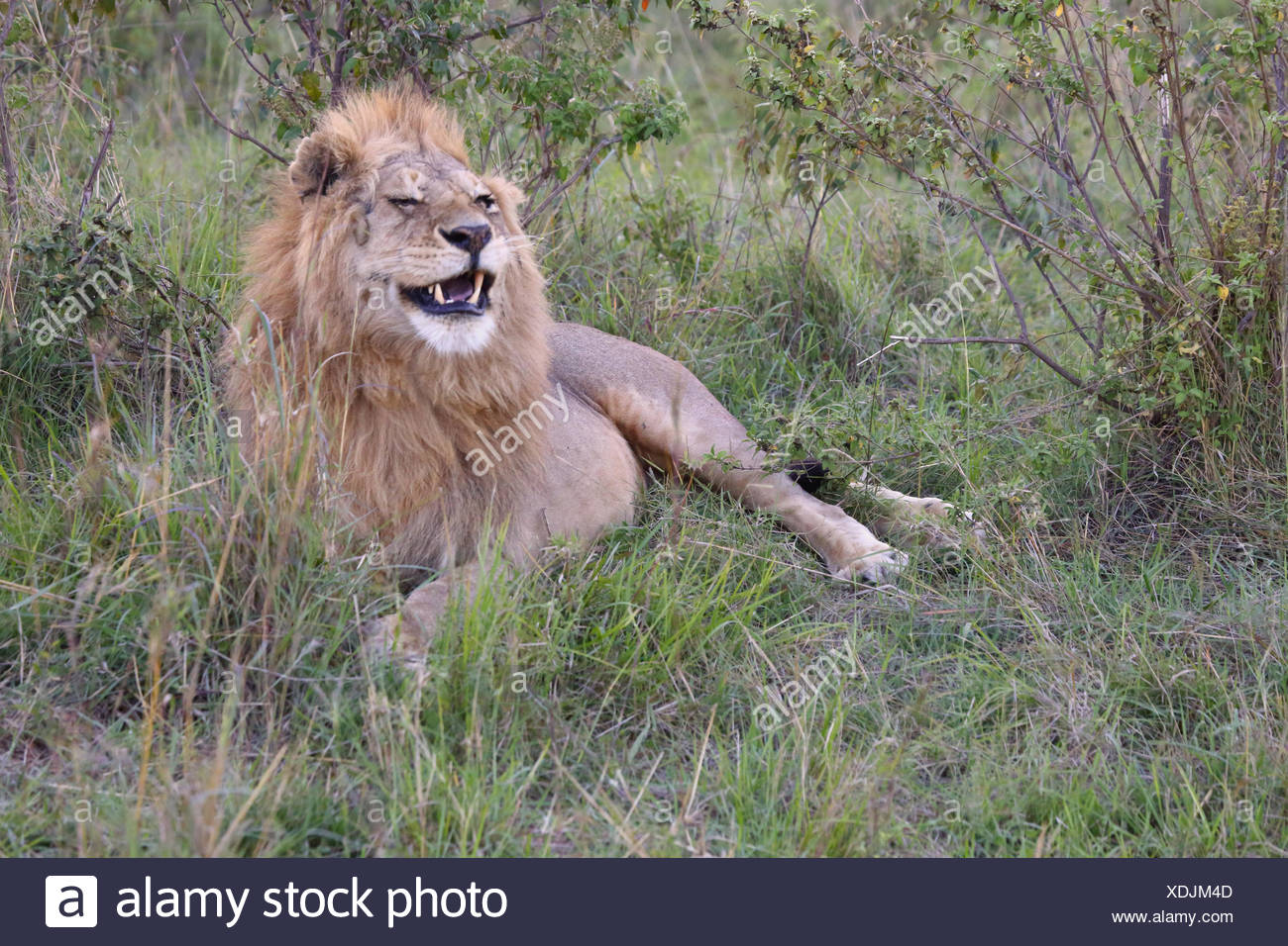 Angry Lion High Resolution Stock Photography and Images - Alamy