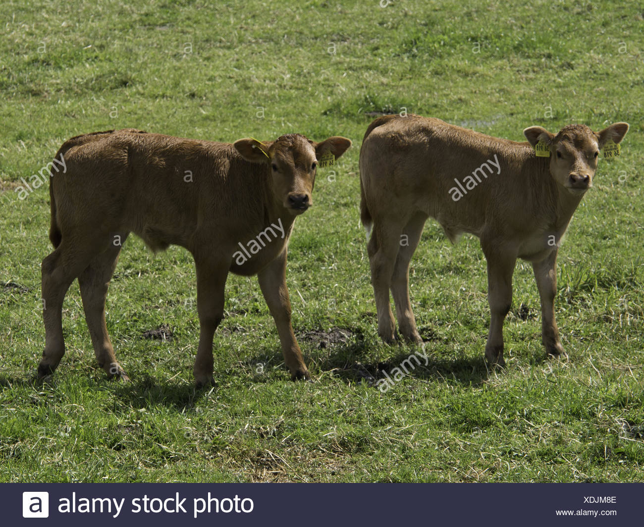 Kalbchen Stock Photos & Kalbchen Stock Images - Alamy