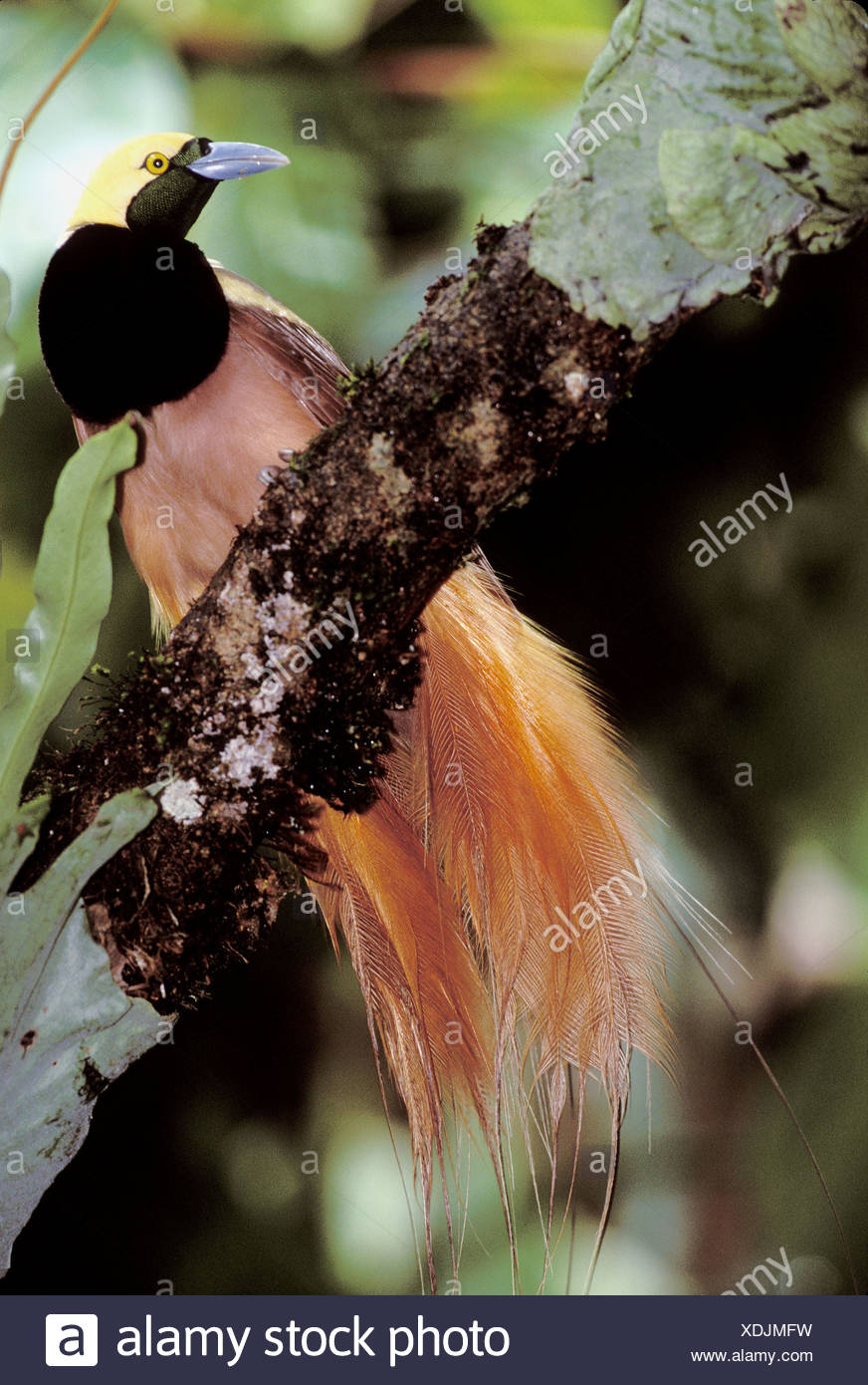 Paradisaea Apoda High Resolution Stock Photography and Images - Alamy