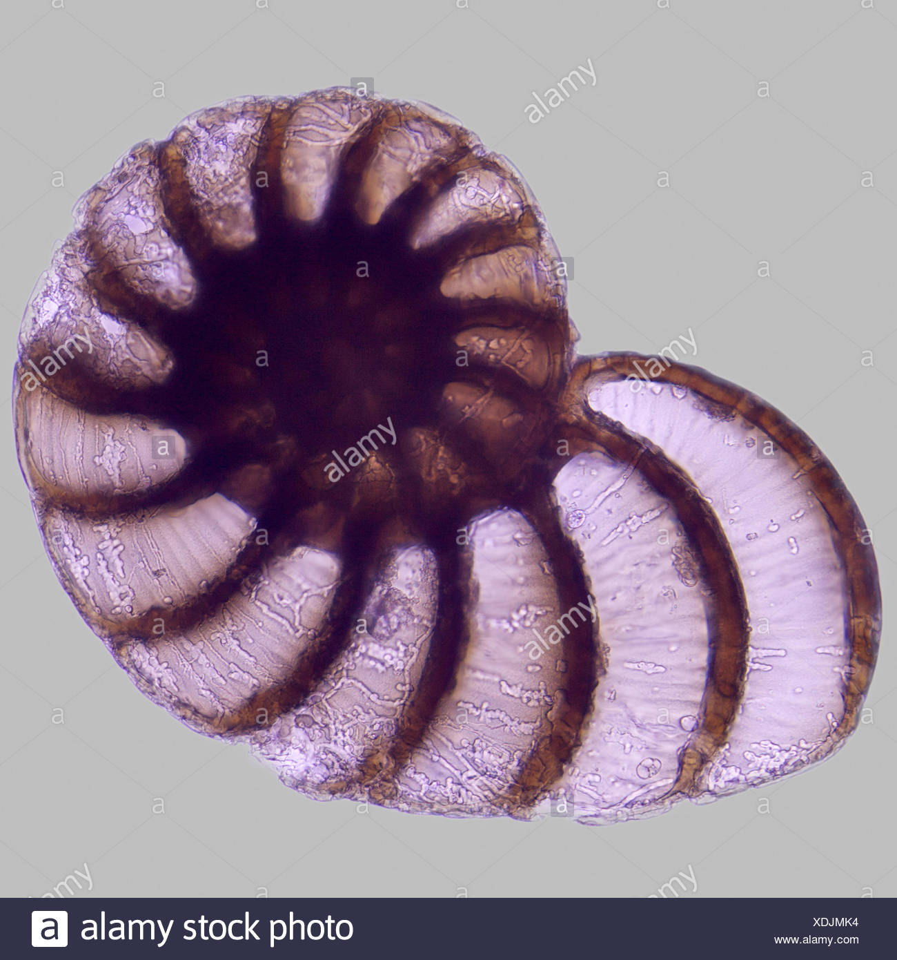 Fossil Foraminifera High Resolution Stock Photography and Images - Alamy