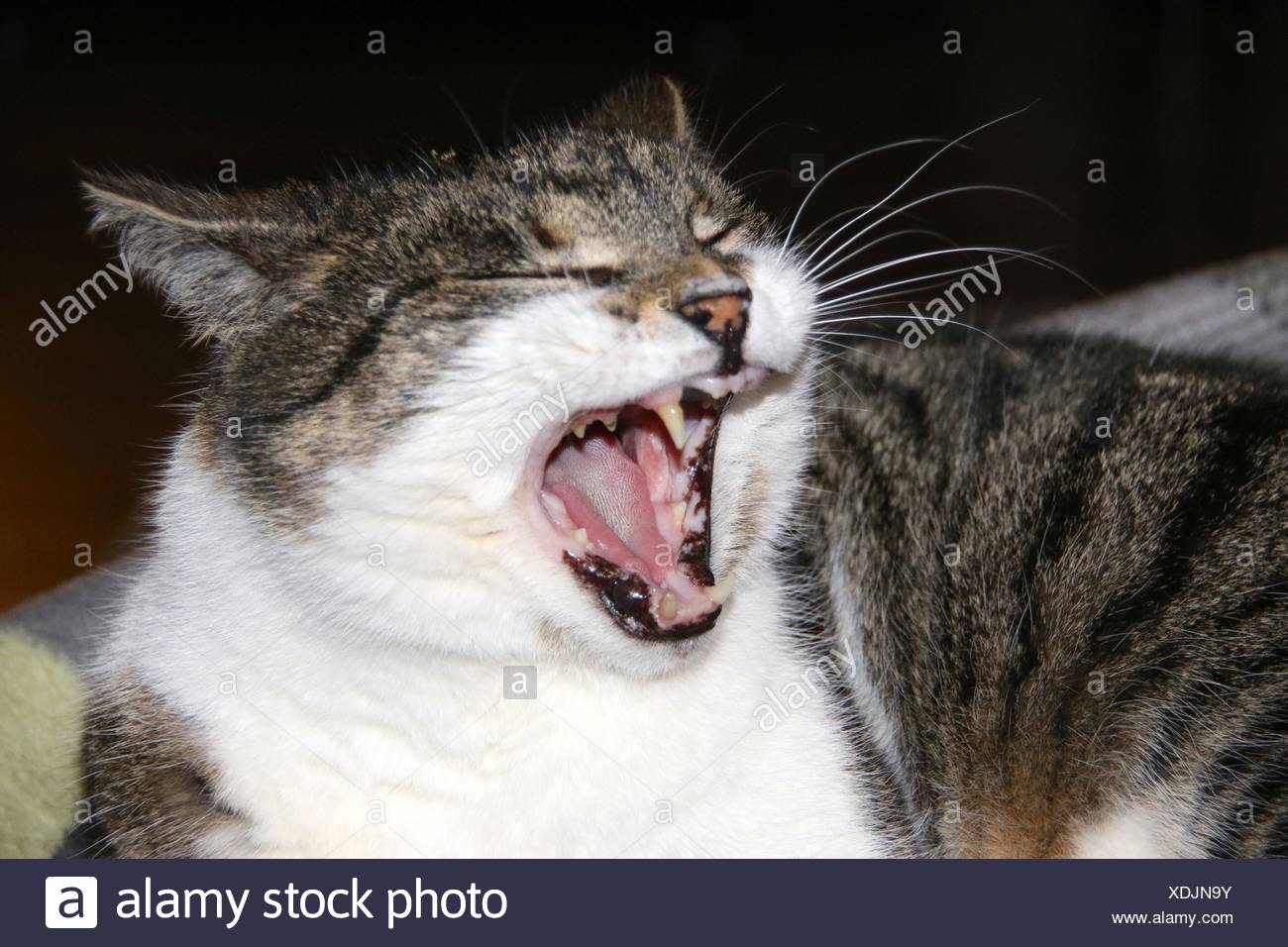 Cat With Open Mouth High Resolution Stock Photography and Images - Alamy