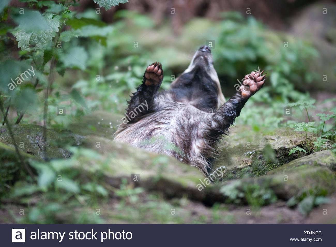 Funny Badger High Resolution Stock Photography and Images - Alamy