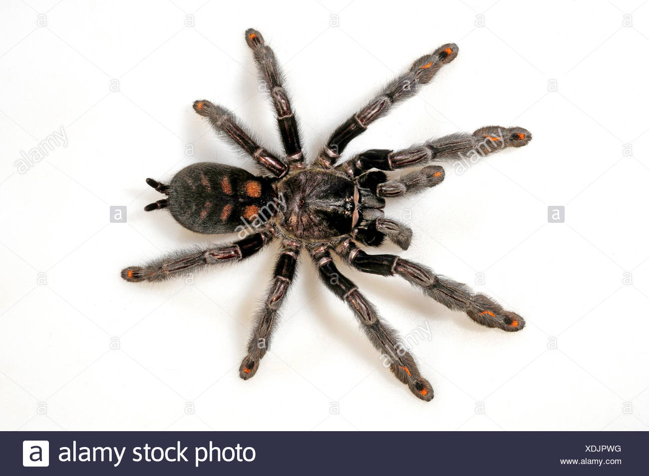 Tiger Spiders High Resolution Stock Photography and Images - Alamy