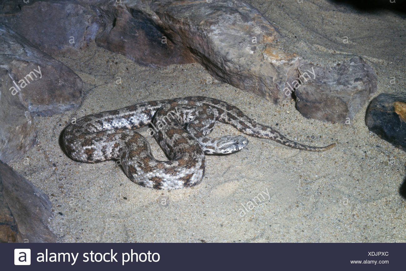 Blunt Nosed Viper High Resolution Stock Photography and Images - Alamy