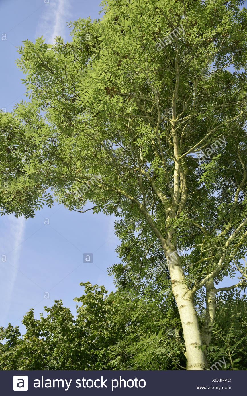 Ash Tree Forest High Resolution Stock Photography and Images - Alamy